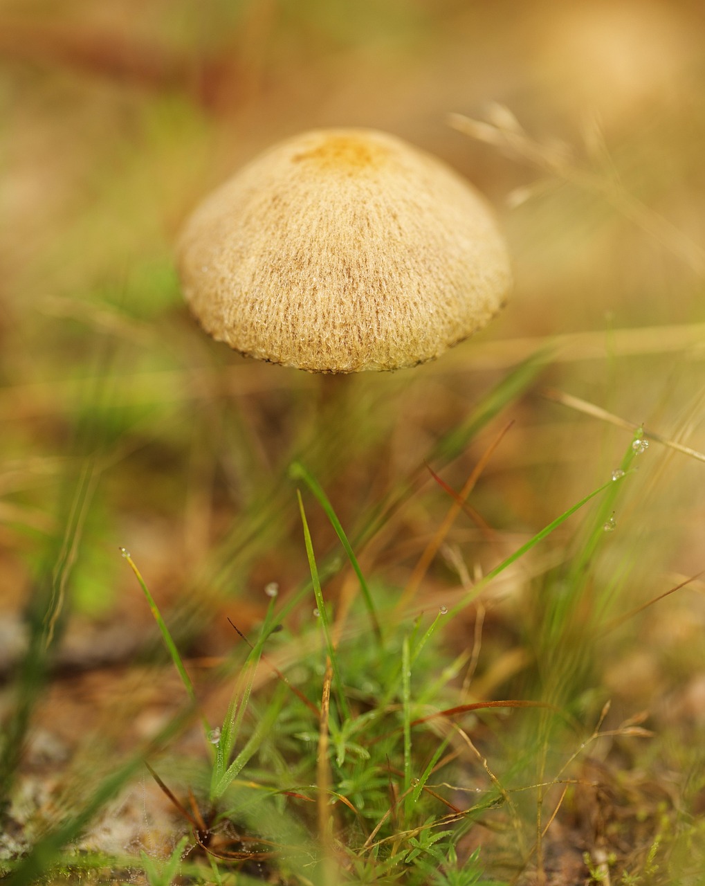 Cogumelo A Natureza Do - Foto gratuita no Pixabay - Pixabay