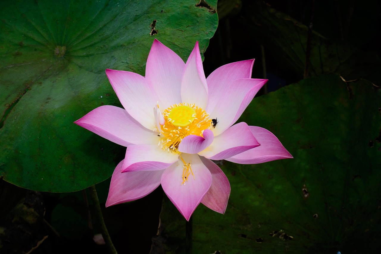 Bloem Roze Groente - Gratis foto op Pixabay - Pixabay