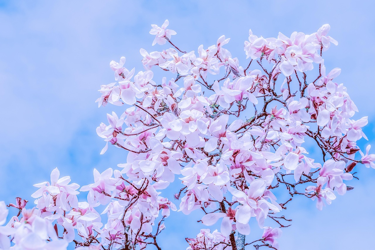 300+ Free Tulip Trees & Nature Images - Pixabay
