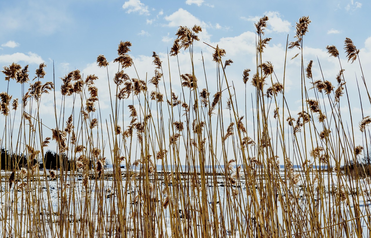 Clouds Reeds Bay - Free photo on Pixabay