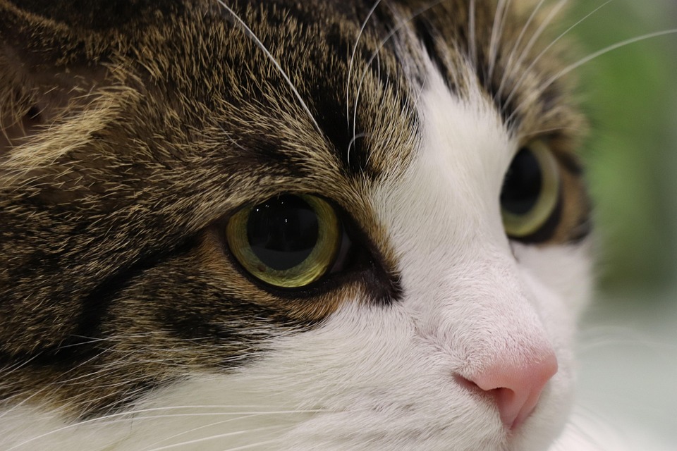 Kucing Potret Mata - Foto gratis di Pixabay - Pixabay