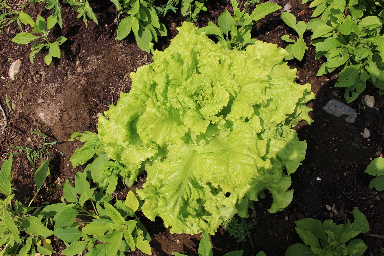 Growing Lettuce Garden - Free photo on Pixabay - Pixabay
