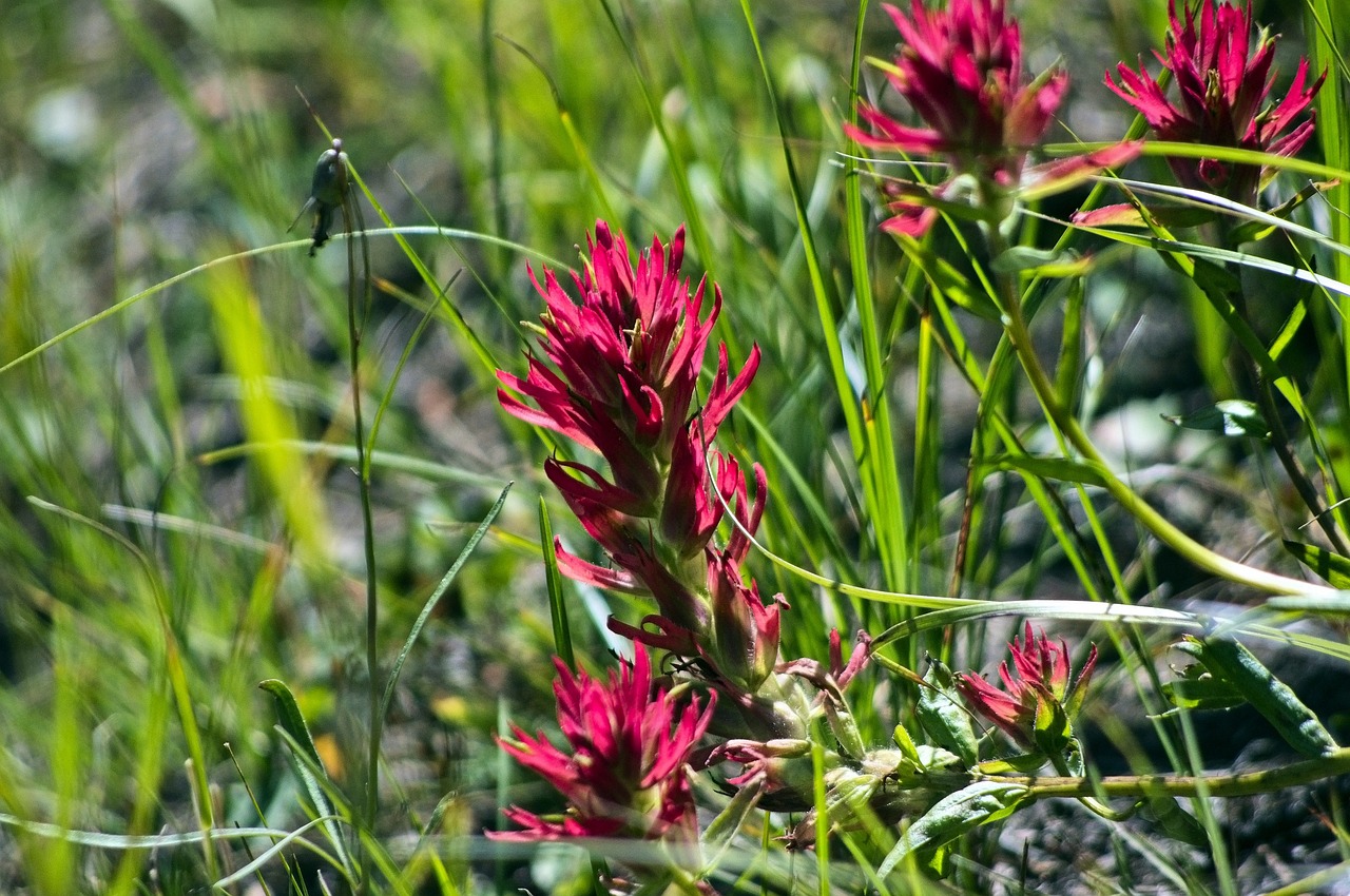 100+ Free Prairie Wildflowers & Prairie Images - Pixabay