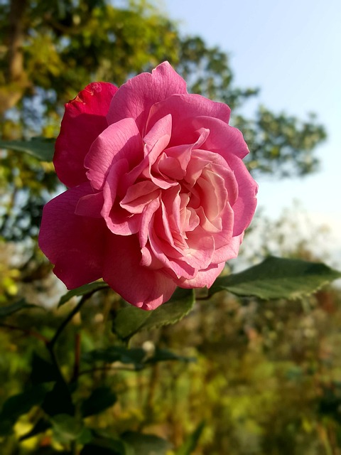 Rose Flore Fleurir Le - Photo gratuite sur Pixabay - Pixabay