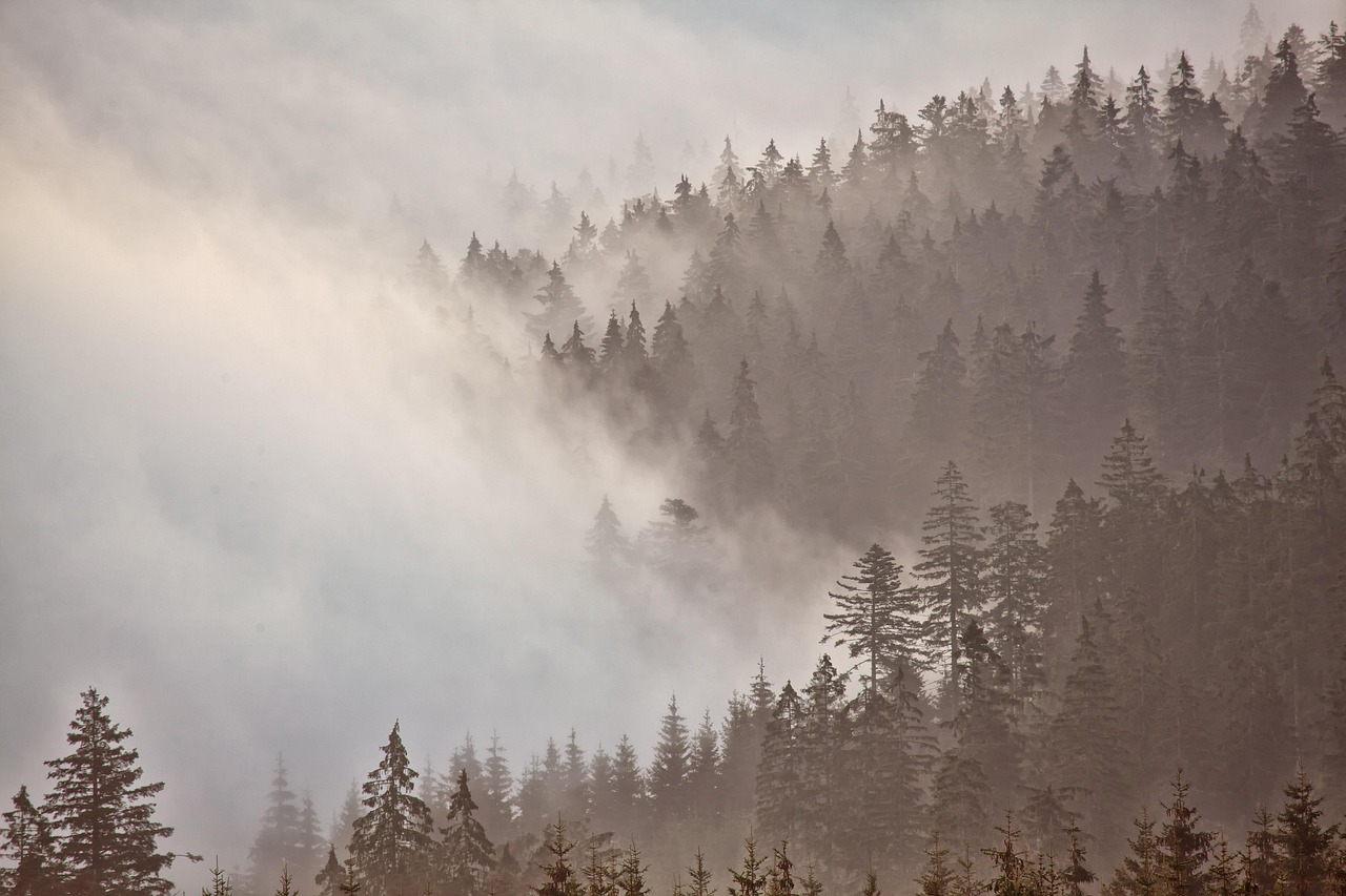 Forest Fog Mood