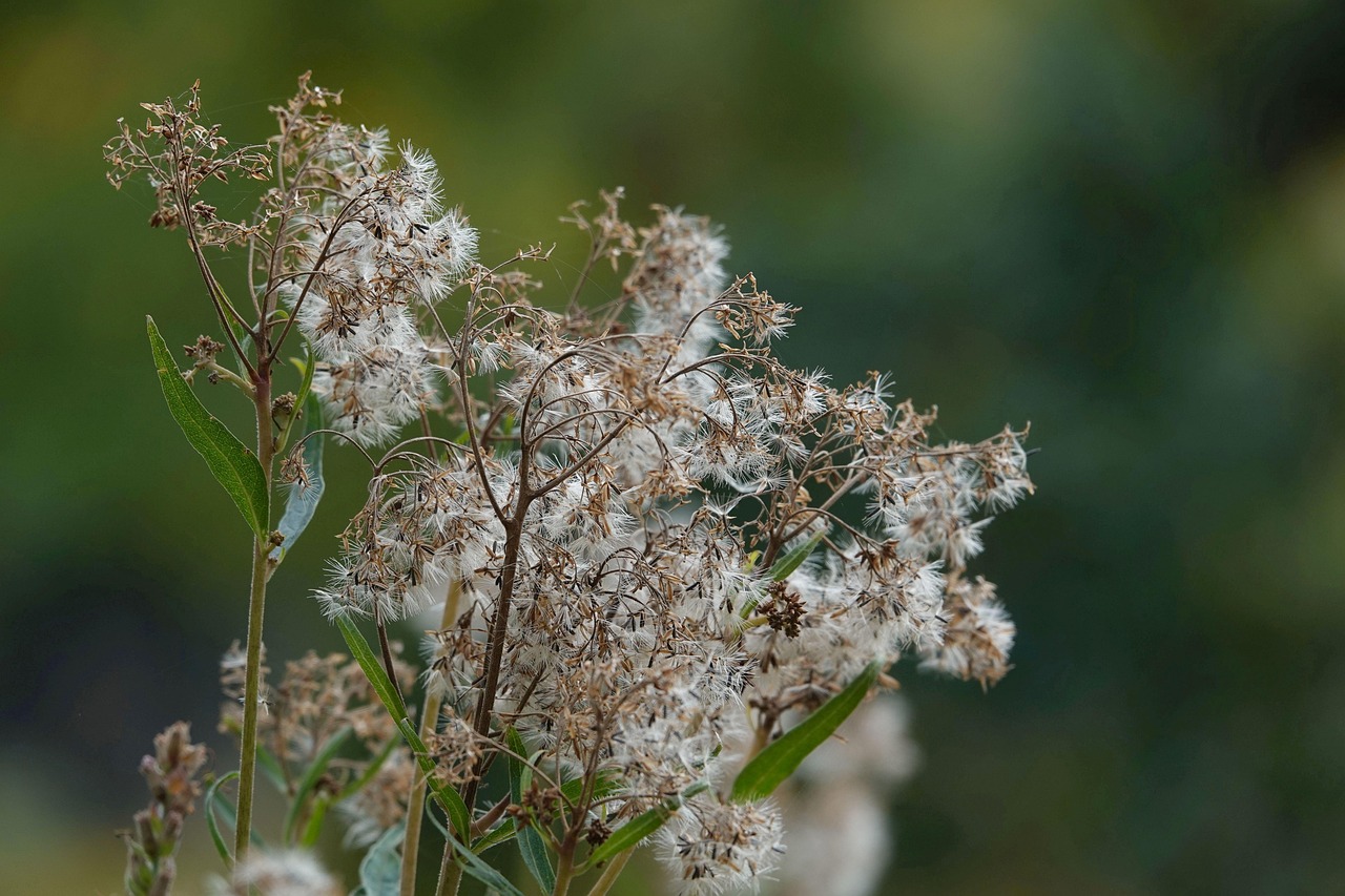 Seeds Faded Plant Close - Free photo on Pixabay - Pixabay