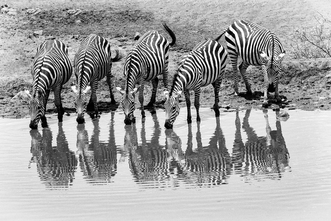 Afrique Kenya Safari - Photo gratuite sur Pixabay - Pixabay
