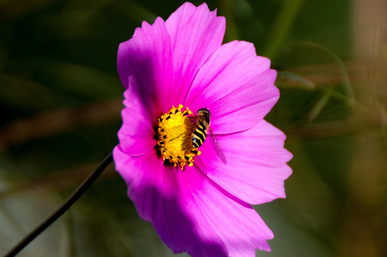 Flower Nature Plant - Free photo on Pixabay