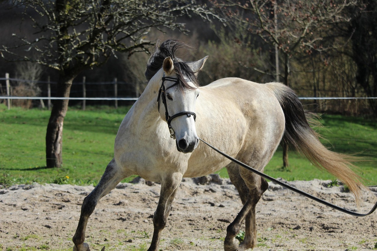 Arabian Horse Horses - Free photo on Pixabay - Pixabay