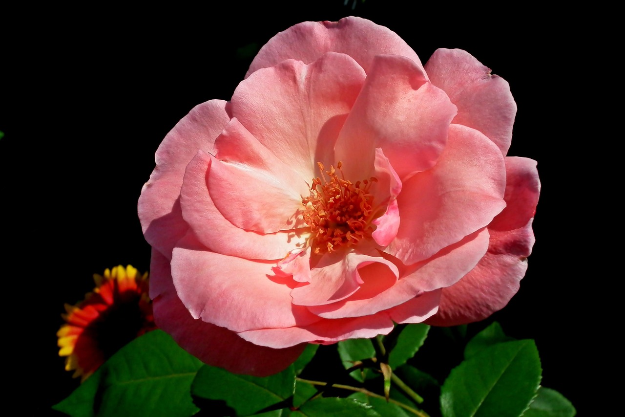 Rose Blume Romantisch - Kostenloses Foto auf Pixabay - Pixabay