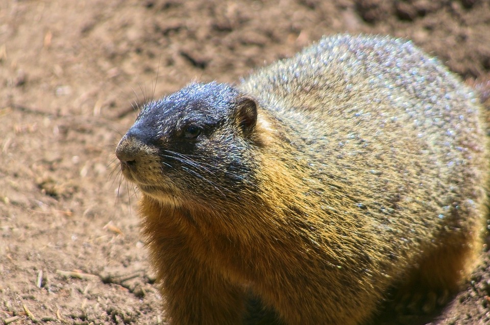 Yellow-Bellied Marmot Rock Chuck - Kostenloses Foto auf Pixabay - Pixabay