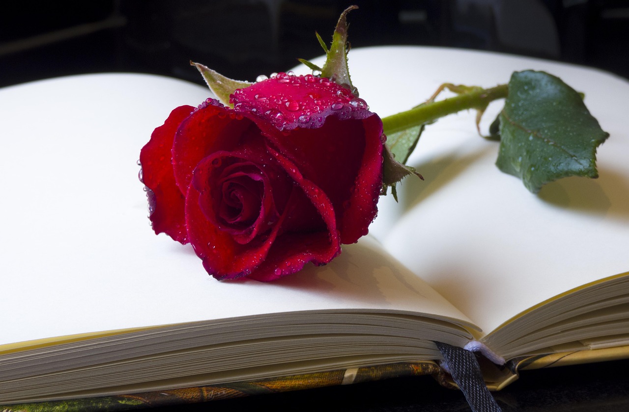 100,000+ Free Rosas Dourada & Roses Images - Pixabay