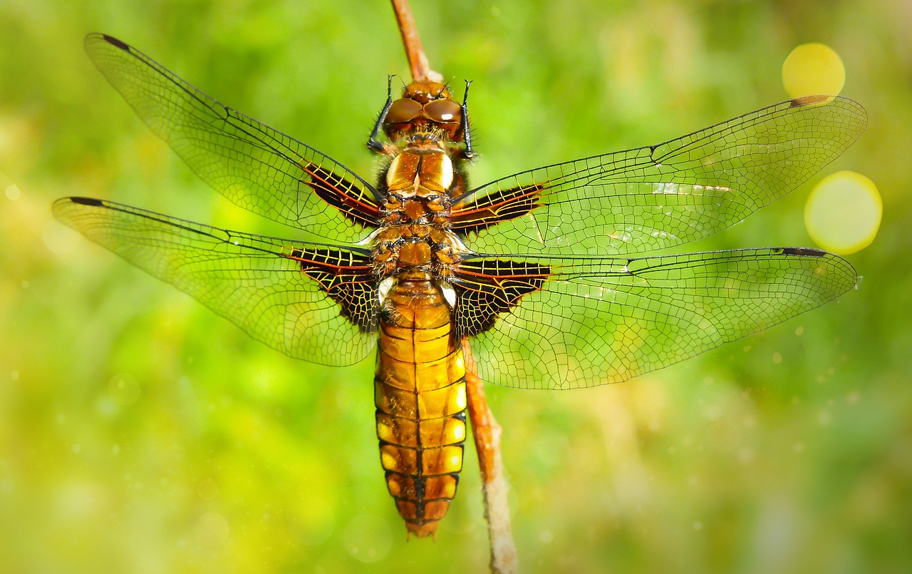 6,000+ Free Dragonflies & Dragonfly Images - Pixabay
