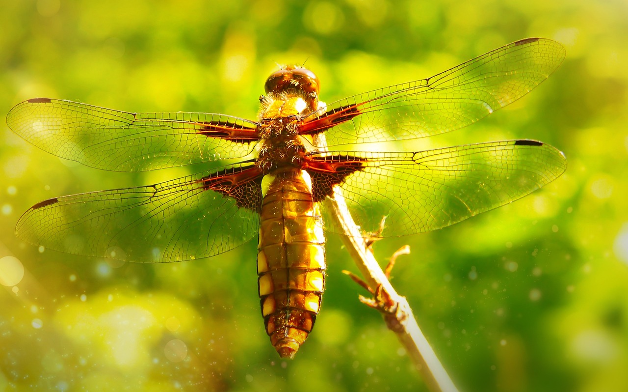 6,000+ Free Dragonflies & Dragonfly Images - Pixabay