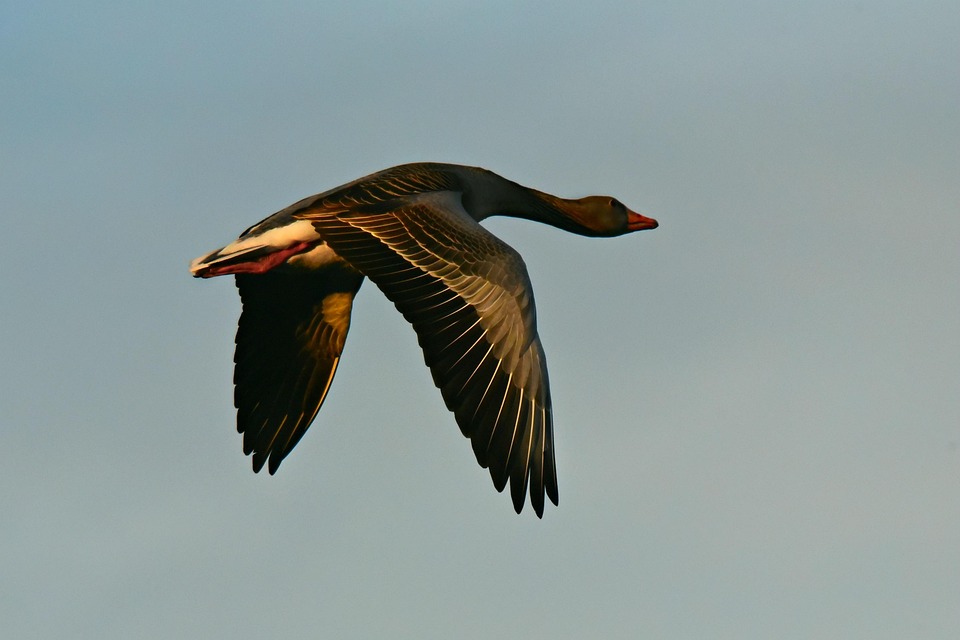 Gans Vogel Tier - Kostenloses Foto auf Pixabay - Pixabay