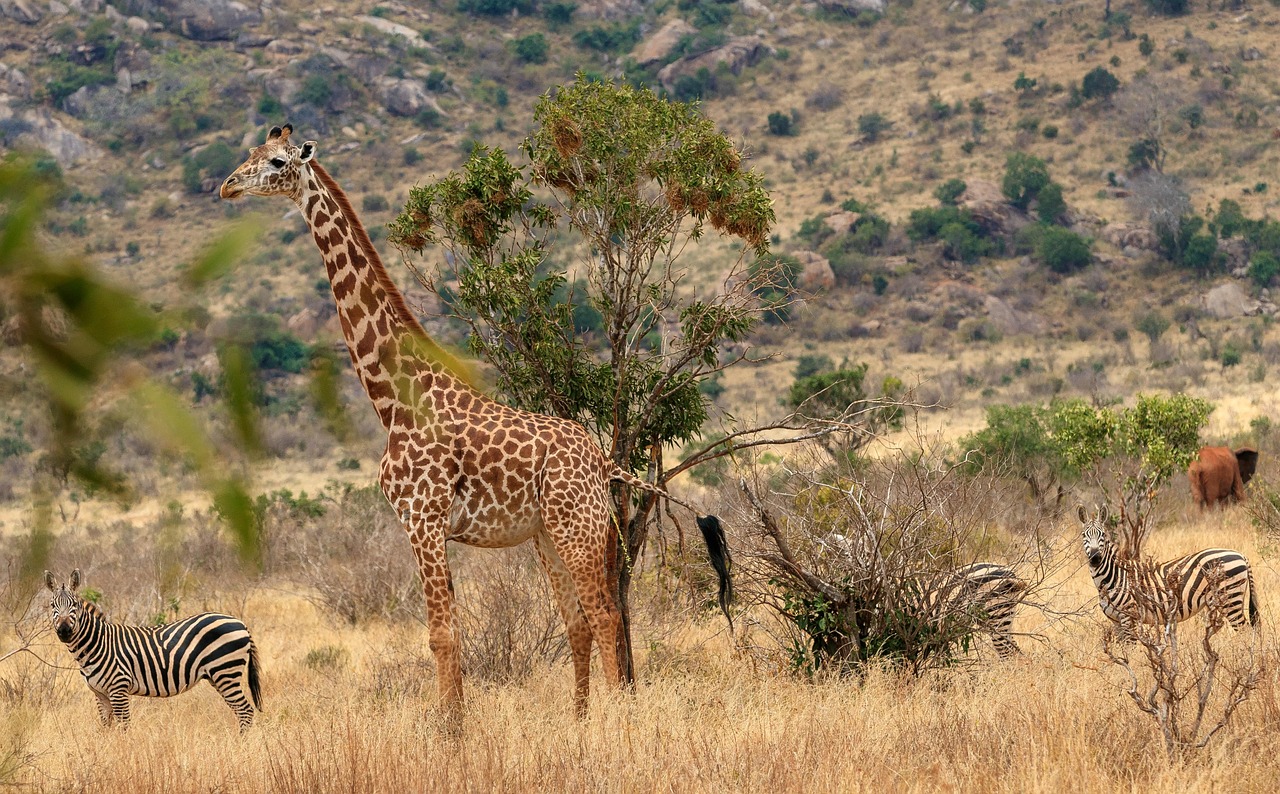6,000+ Free Zebra Giraffe & Zebra Images - Pixabay