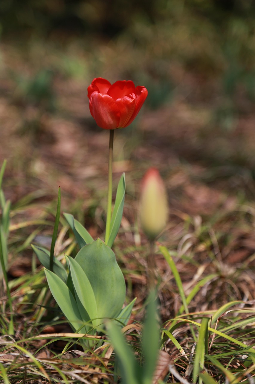 Tulip Tulipe Fleur Bourgeons De - Photo gratuite sur Pixabay - Pixabay