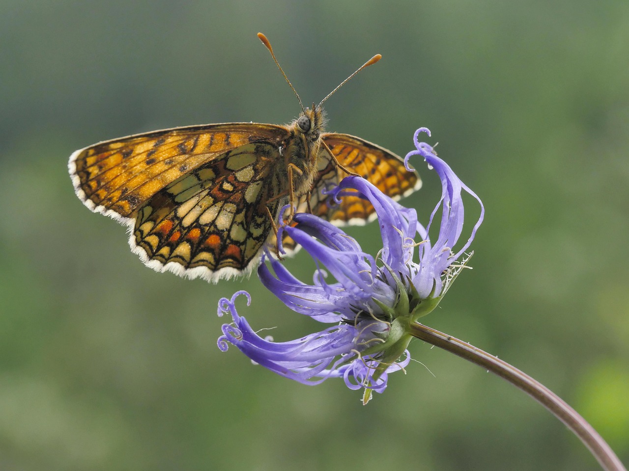 Western Fritillary 악마의 발톱 - Pixabay의 무료 사진 - Pixabay