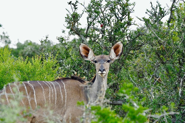 100+ Free Kudu & Nature Images - Pixabay