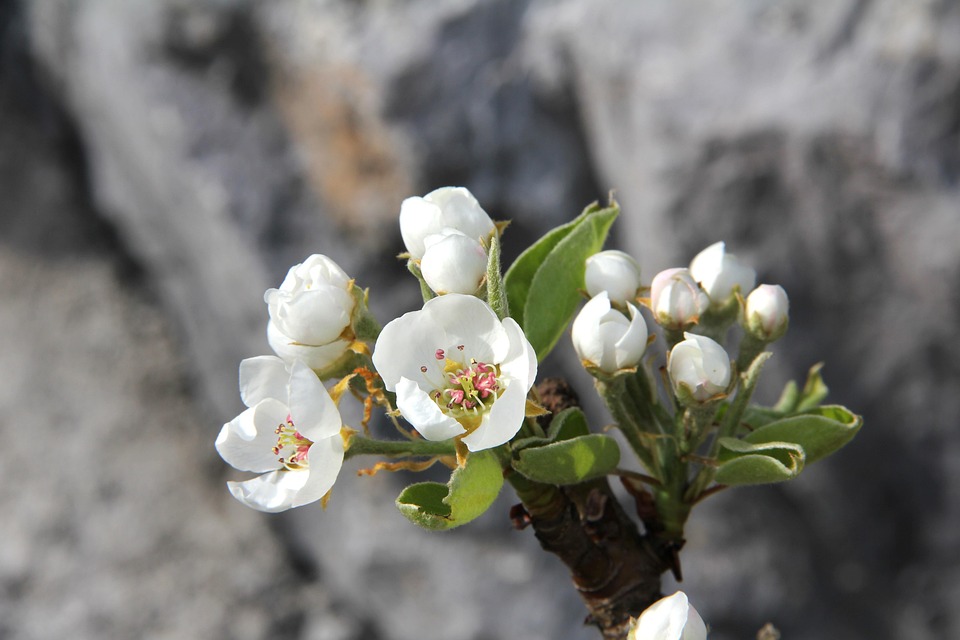Blossom Bloom Bulb Flowers - Free photo on Pixabay - Pixabay