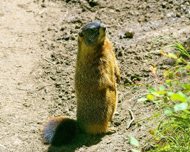 Grand Teton Rock Chuck - Foto gratuita no Pixabay - Pixabay