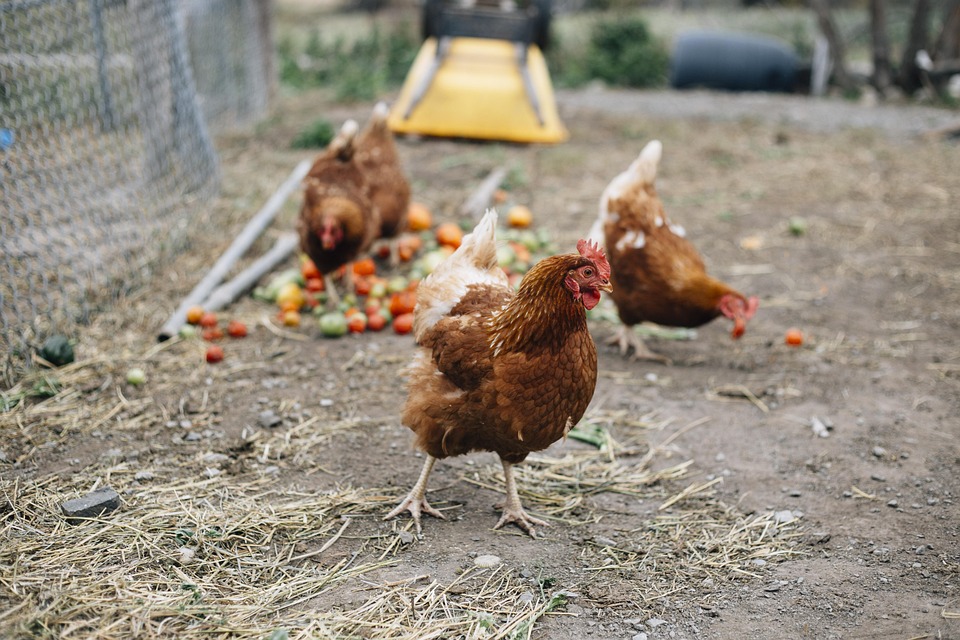 Chicken Chickens Hen - Free photo on Pixabay