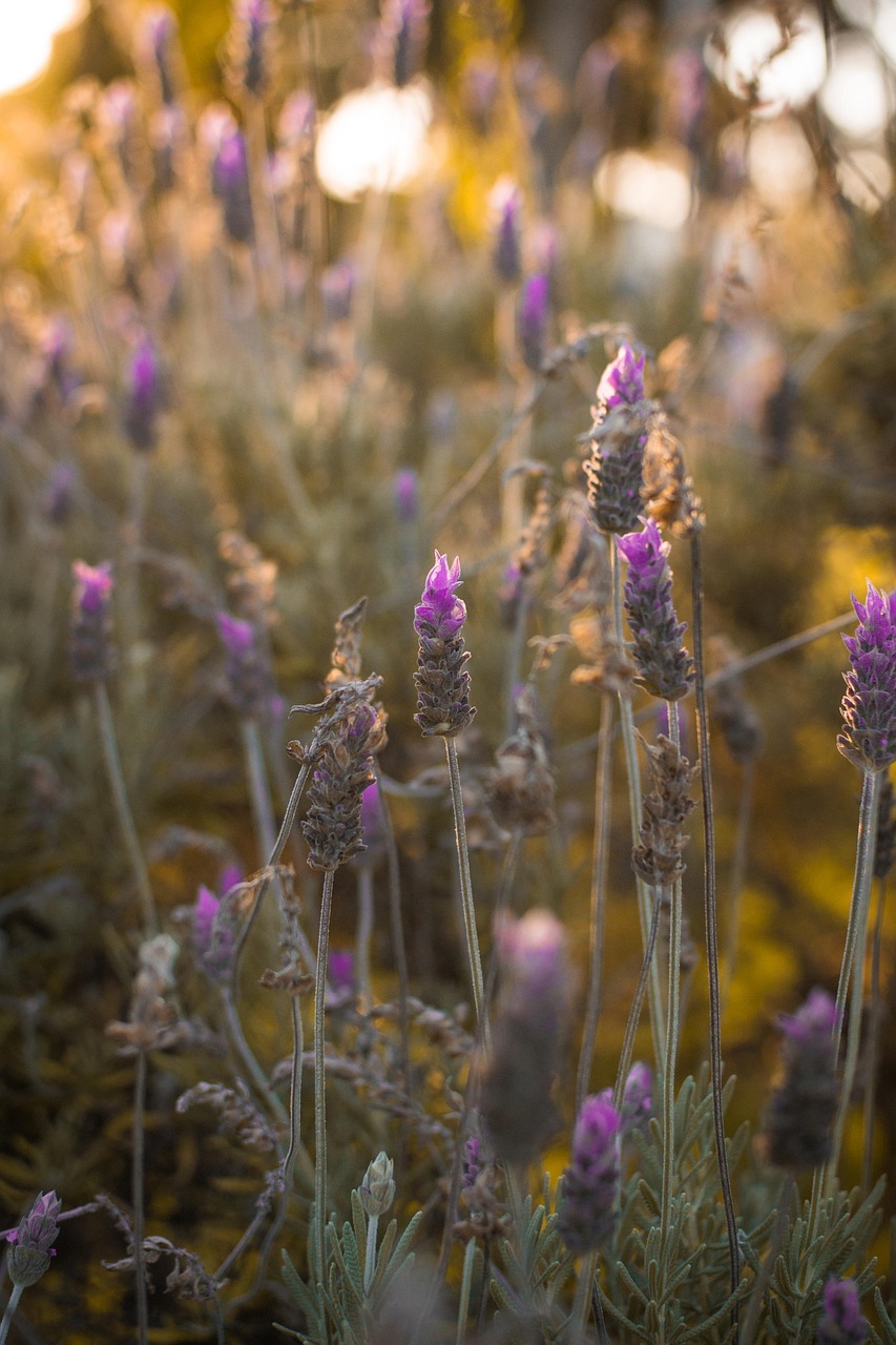 Plants Nature Planta - Foto gratis en Pixabay