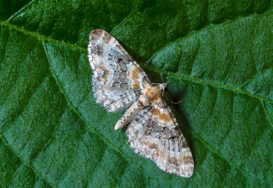 Foxglove-Pug Moth Tiny - Free photo on Pixabay