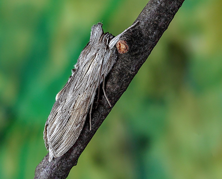 Shark-Moth Wings Pattern - Free photo on Pixabay