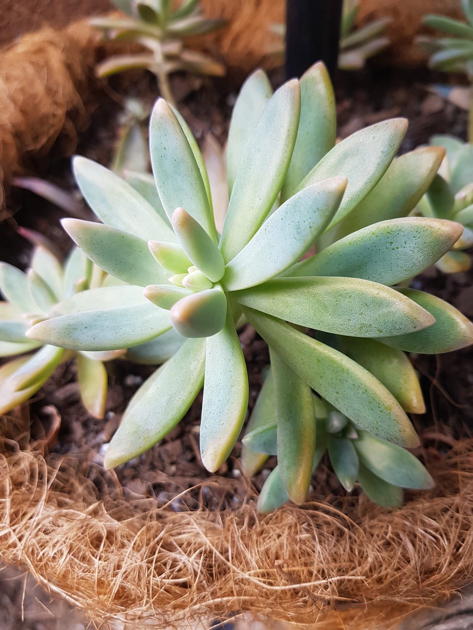Succulent Vert Plantes - Photo gratuite sur Pixabay - Pixabay