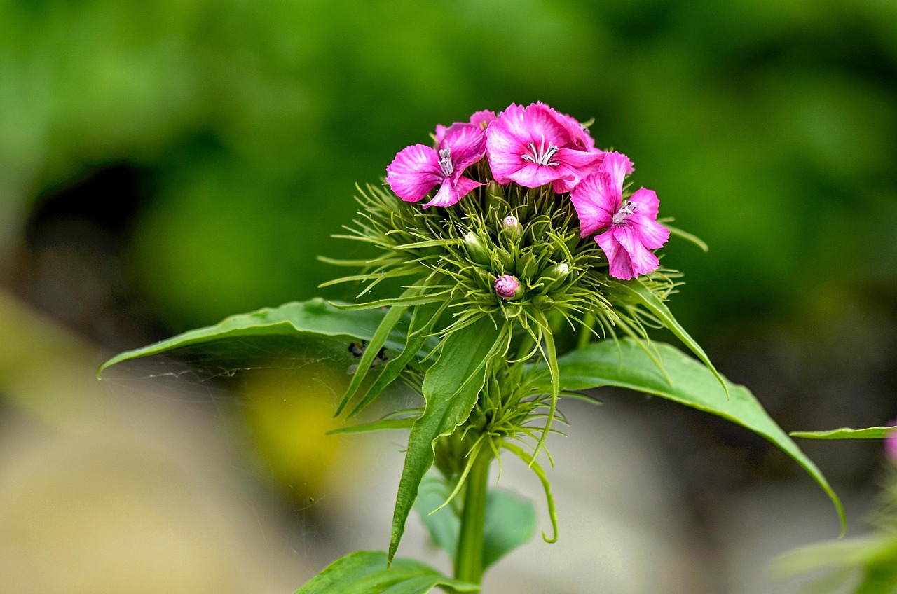 Chiodo Di Garofano Fiore Dianthus - Foto gratis su Pixabay - Pixabay