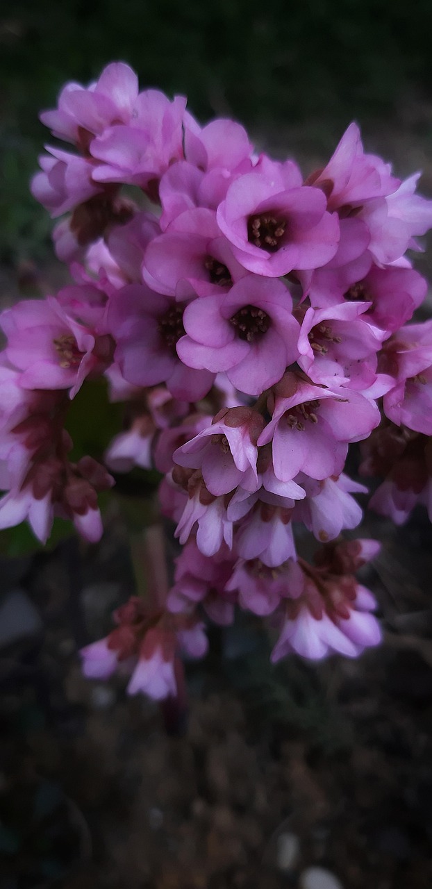 Bunga-Bunga Merah Jambu Kelopak - Foto gratis di Pixabay - Pixabay