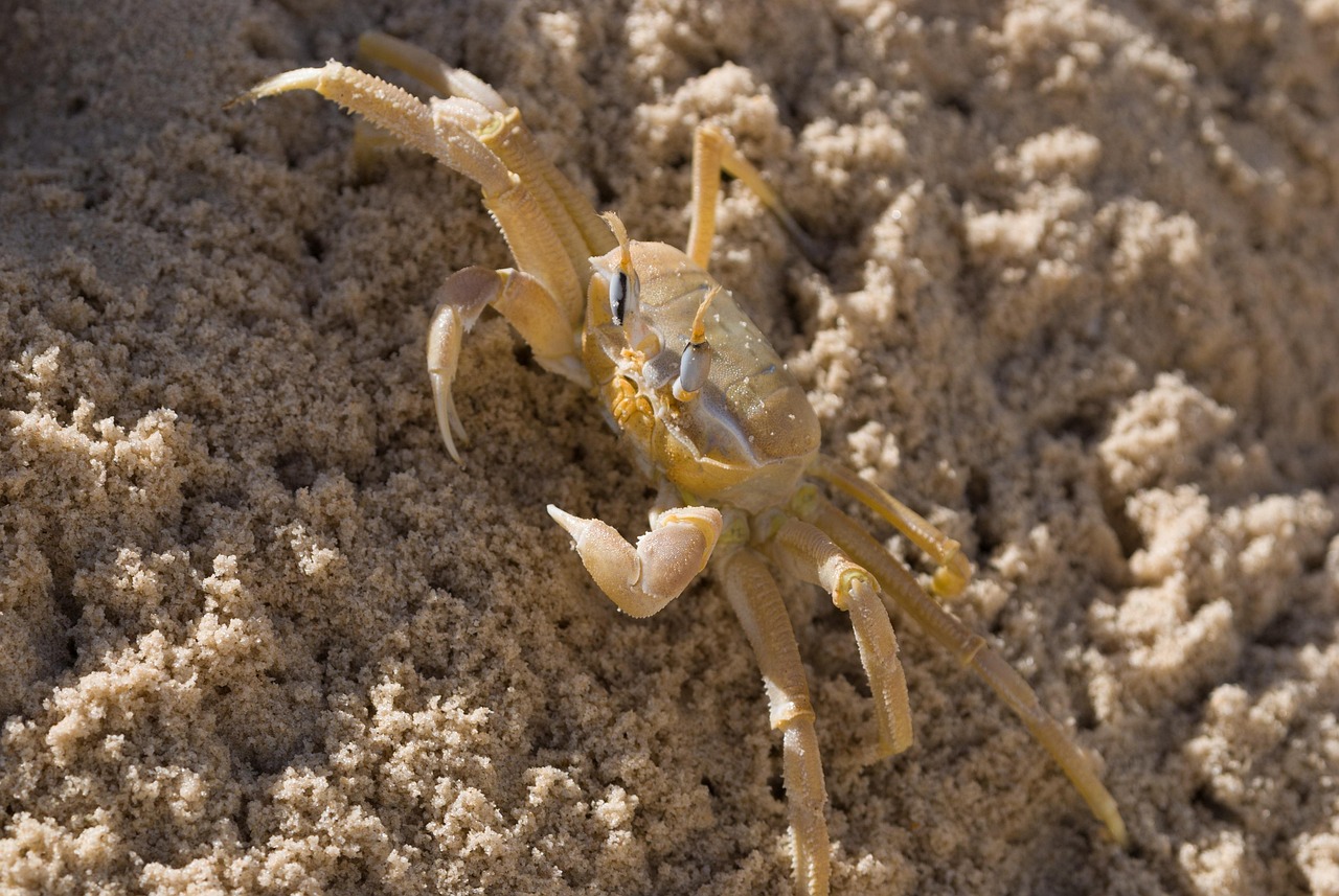 100+ Free Senegal & Nature Images - Pixabay
