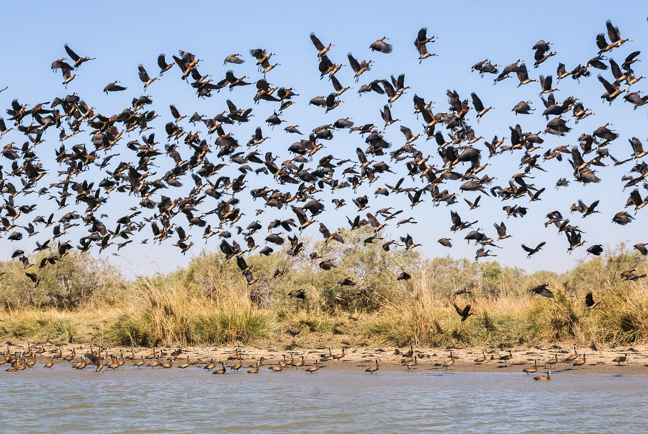 100+ Free Senegal & Nature Images - Pixabay