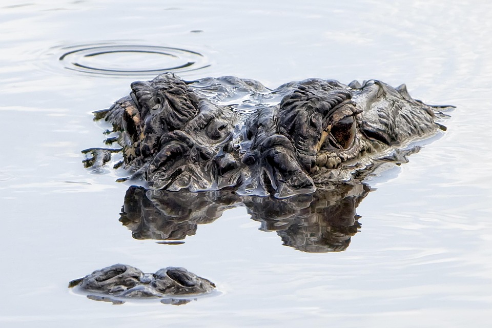 Alligator Water Submerged - Free photo on Pixabay