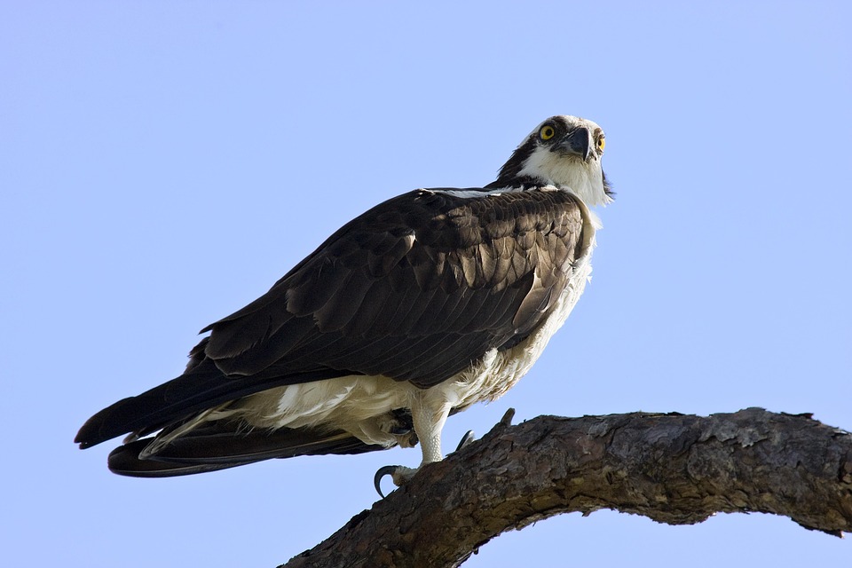 Osprey Raptor Talons Fish - Free photo on Pixabay - Pixabay
