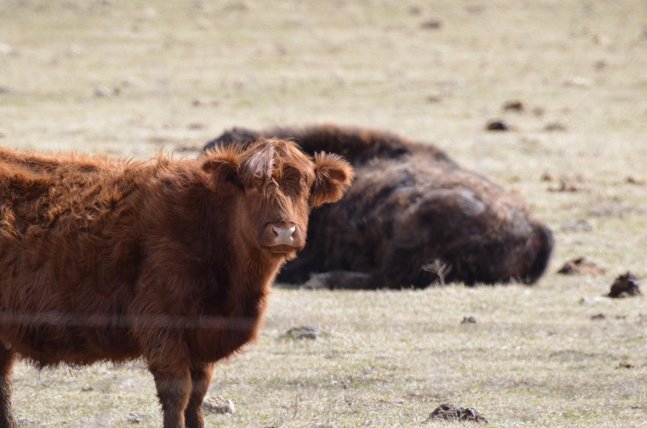 Vaca Fazenda Animal - Foto gratuita no Pixabay - Pixabay