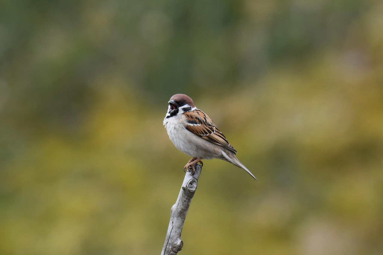 400+ Free Sparrows Spring & Sparrow Images - Pixabay