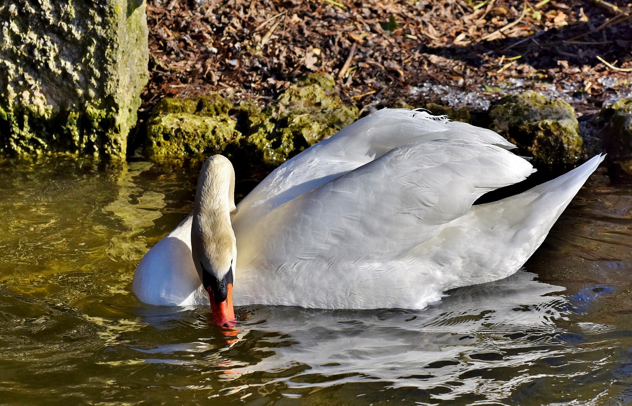 10,000+ Free Swan & Nature Images - Pixabay