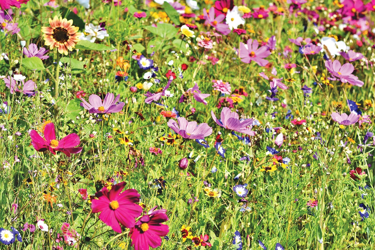 Prairie Fleurie Fleur Fleurs De - Photo gratuite sur Pixabay - Pixabay