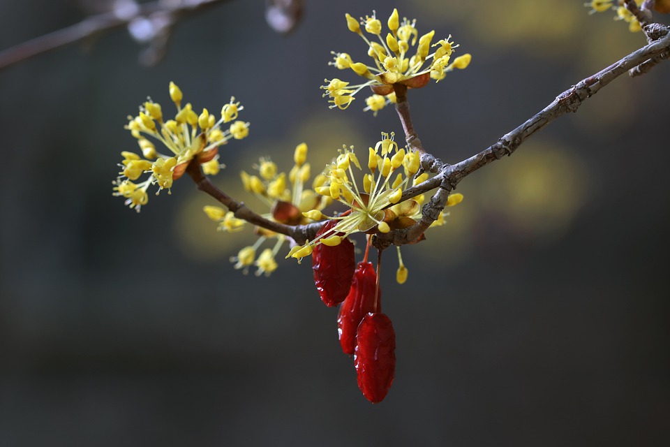 Spring Flowers Nature - Free photo on Pixabay