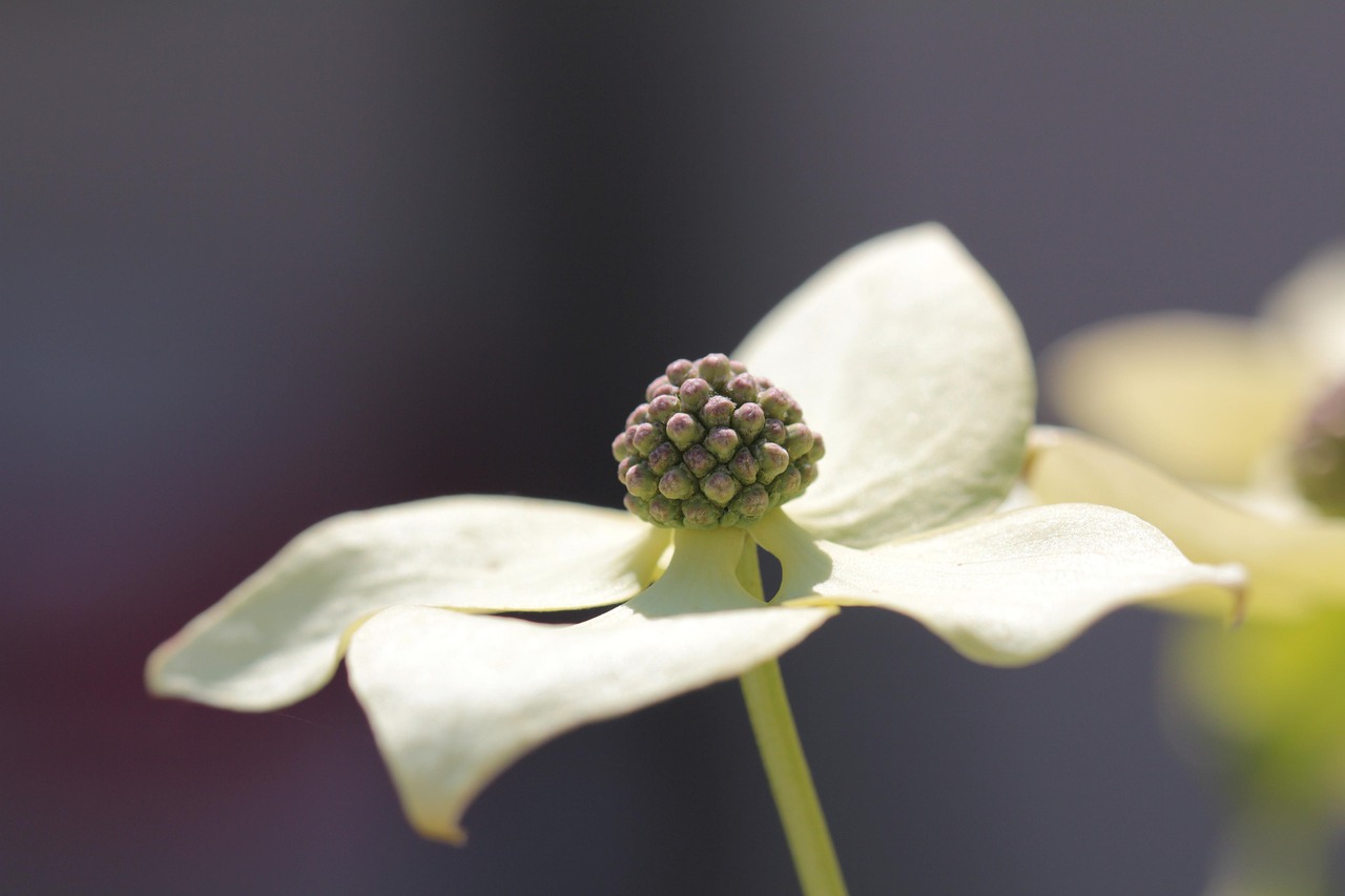 Flowering Dogwood Cornus Florida - Free photo on Pixabay