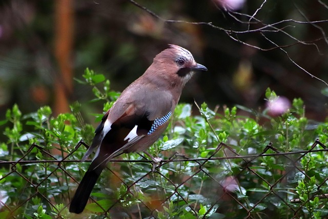 30,000+ Free Jay Bird & Jay Images - Pixabay