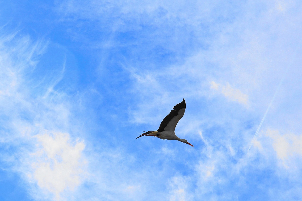 Stork Bird Flying - Free photo on Pixabay