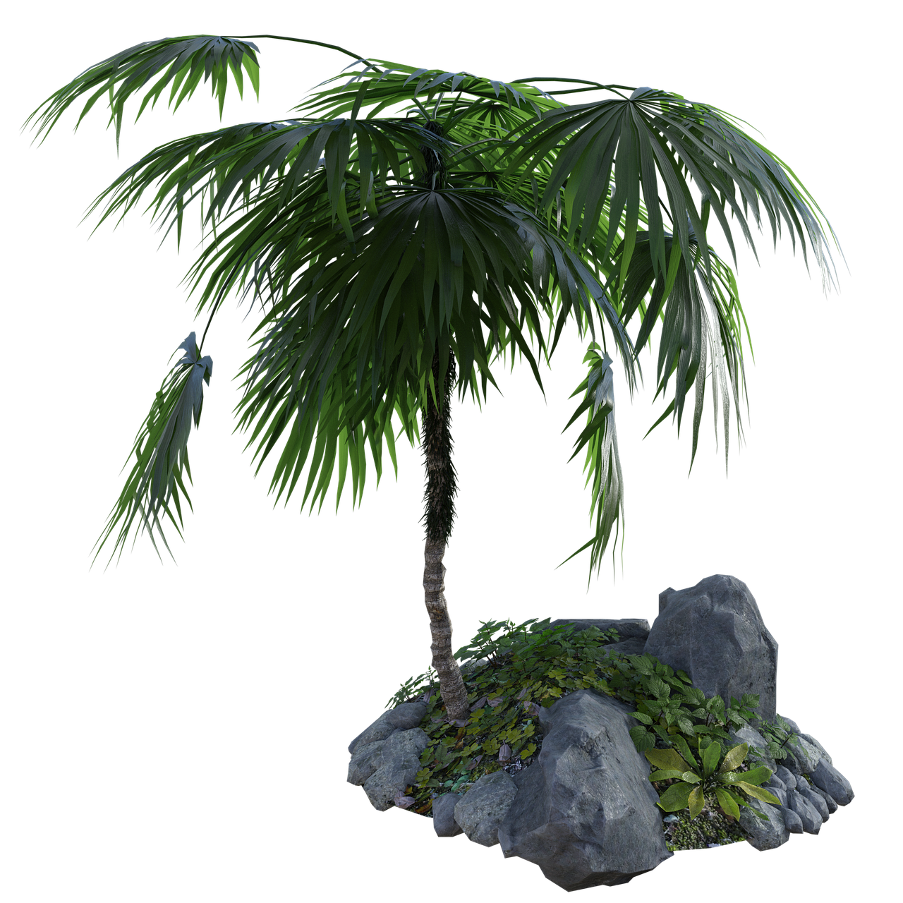 10.000+ kostenlose Palme und Natur-Bilder - Pixabay