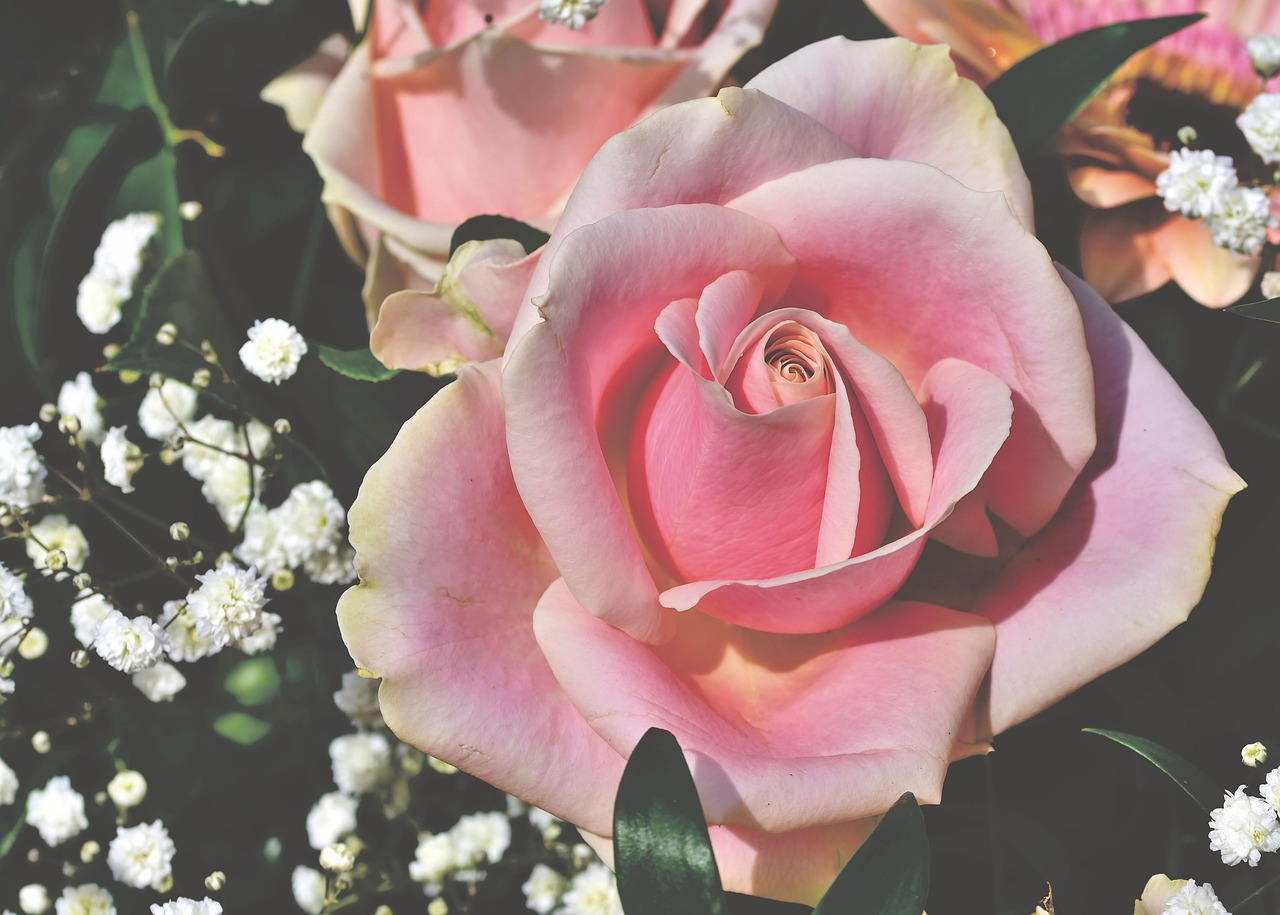 Rose Blossom Noble - Free photo on Pixabay - Pixabay