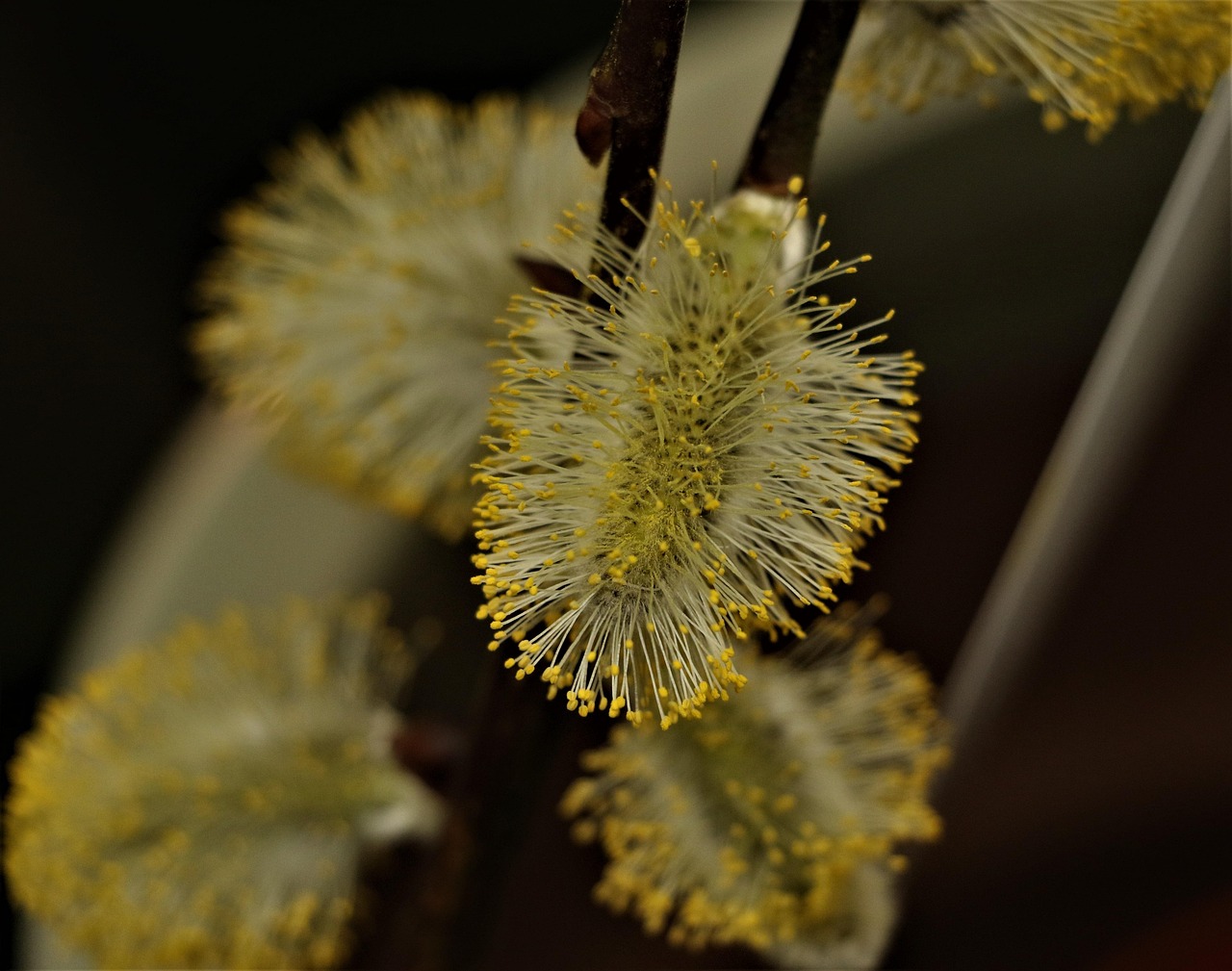 Plantelor Floare Bloom - Fotografie gratuită pe Pixabay - Pixabay