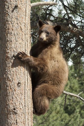 1+ Free Black Bear In Tree & Bear Images - Pixabay