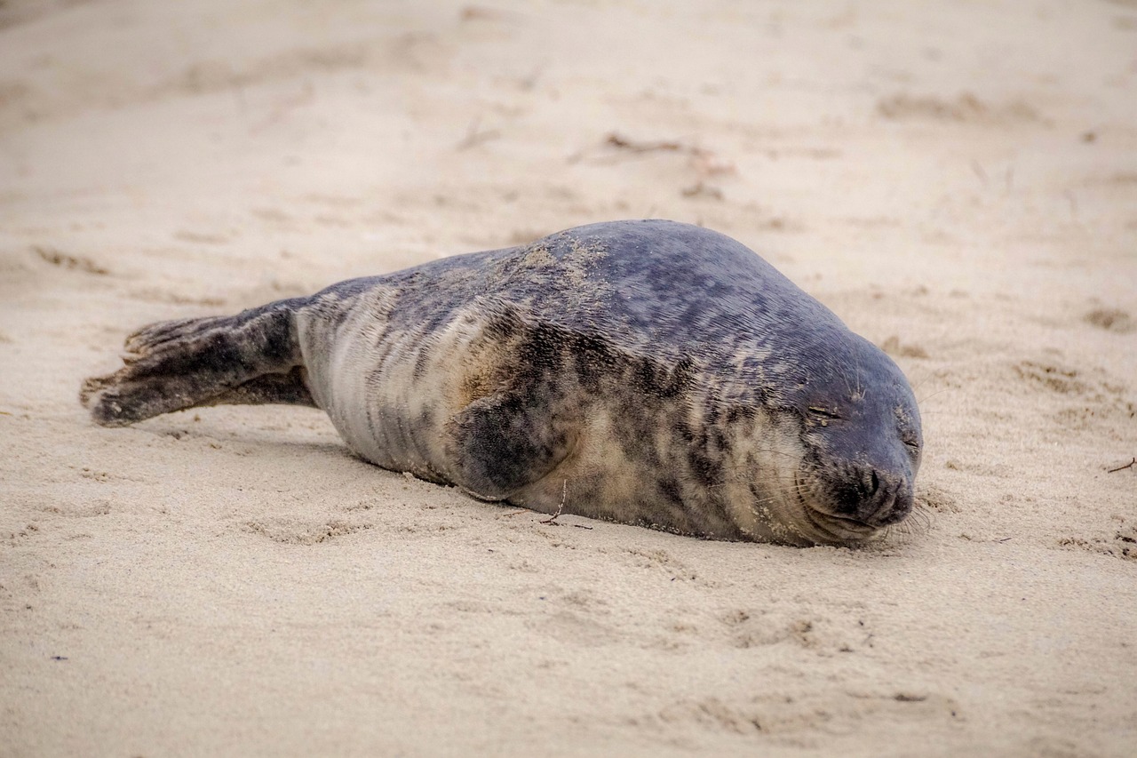 Seal Sea Creatures North - Free photo on Pixabay
