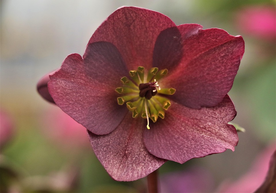 Flower Plant Nature - Free photo on Pixabay